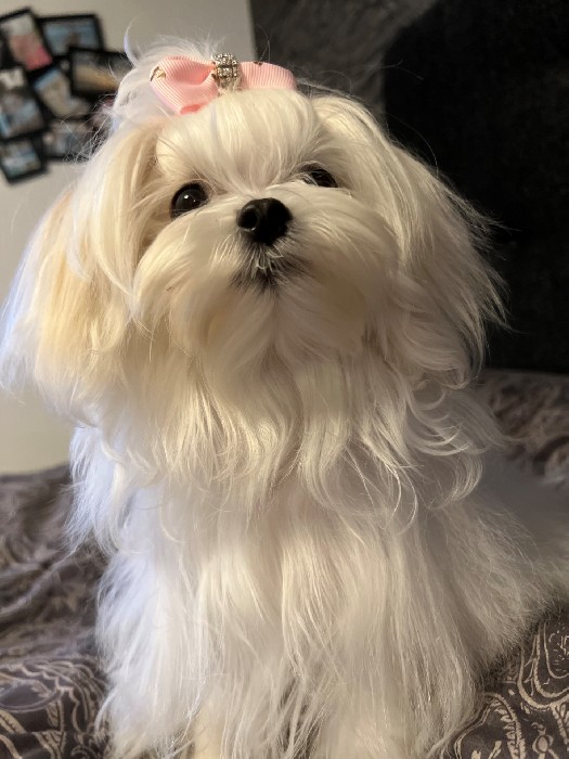 Tikar :: White Diamond Dreams